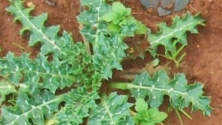 Kenger Otu Faydaları Nelerdir? Ne İşe Yarar? - kadın sitesi kadınca ...